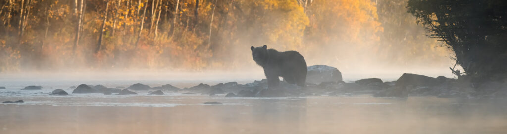 SCIF Bear Strategy - Safari Club