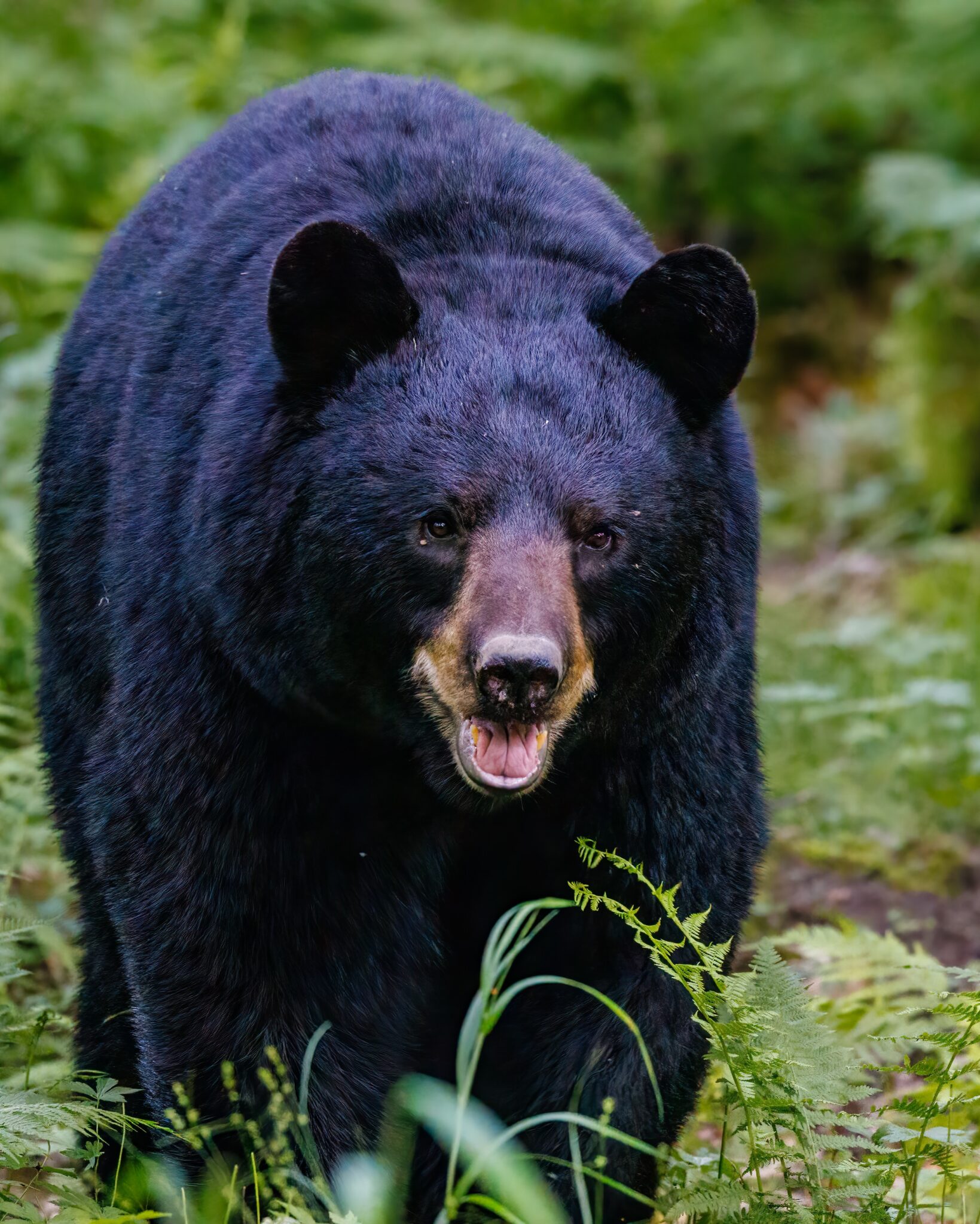 SCI Commends the Louisiana Wildlife and Fisheries Commission’s Vote in ...